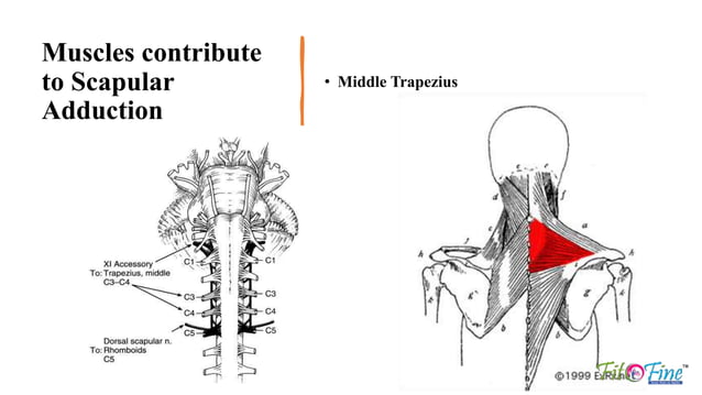 MMT Neck & Scapula.pptx | Death, Injury, or Military Conflict ...