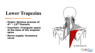 MMT Neck & Scapula.pptx
