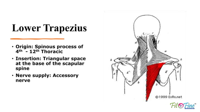 MMT Neck & Scapula.pptx | Death, Injury, or Military Conflict ...
