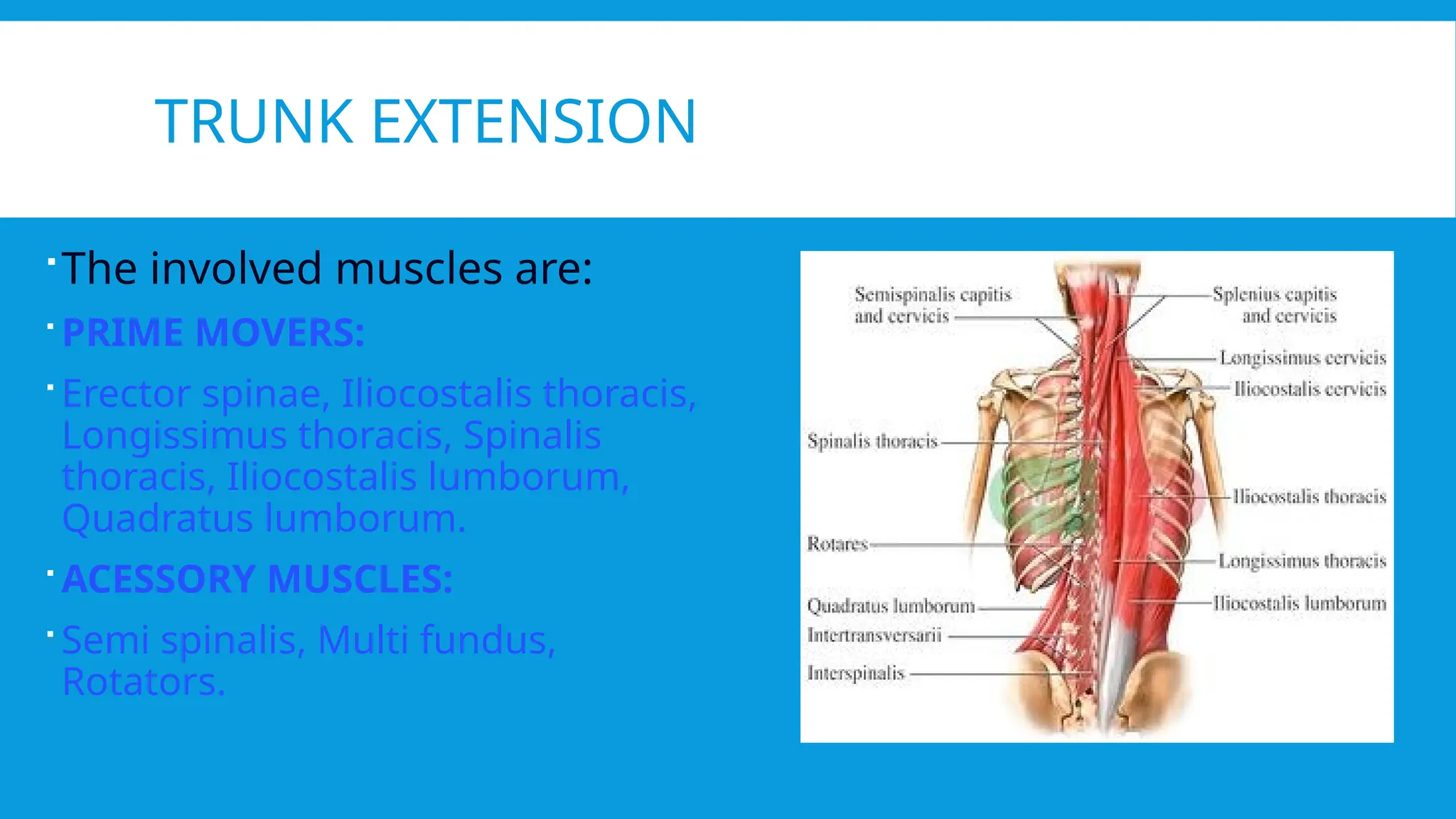 MANUAL MUSCLE TESTING OF CORE MUSCLES (abdominals) | PPTX