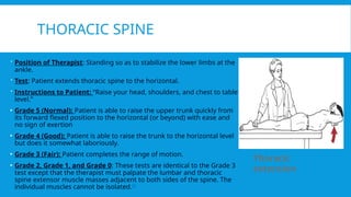 MANUAL MUSCLE TESTING OF CORE MUSCLES (abdominals) | PPTX