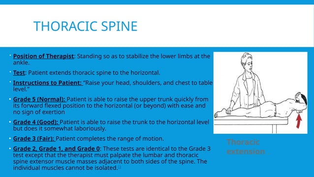 MANUAL MUSCLE TESTING OF CORE MUSCLES (abdominals) | PPTX | Death ...