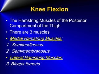 MMT of Knee.pdf