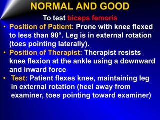 MMT of Knee.pdf