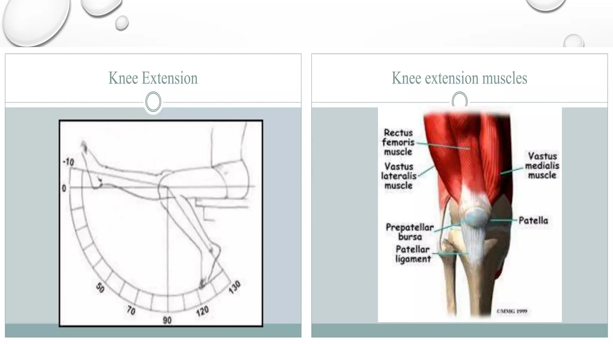 Manual Muscle Testing Of the Knee Joints | PPTX