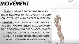 Manual Muscle Testing Of the Knee Joints | PPT