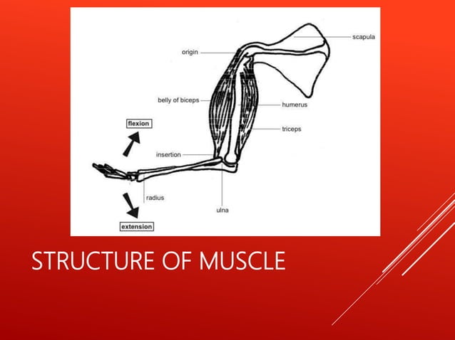 Basic concepts of Manual Muscle Testing (MMT) | PPT