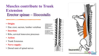 MMT Trunk.pptx