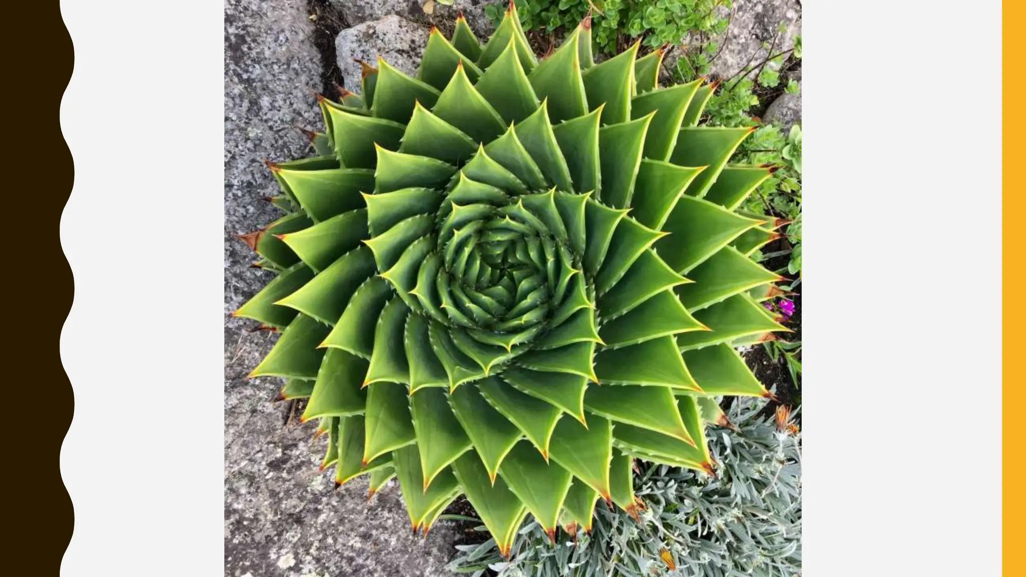 Mathematics in the Modern World (Patterns and Sequences).pptx