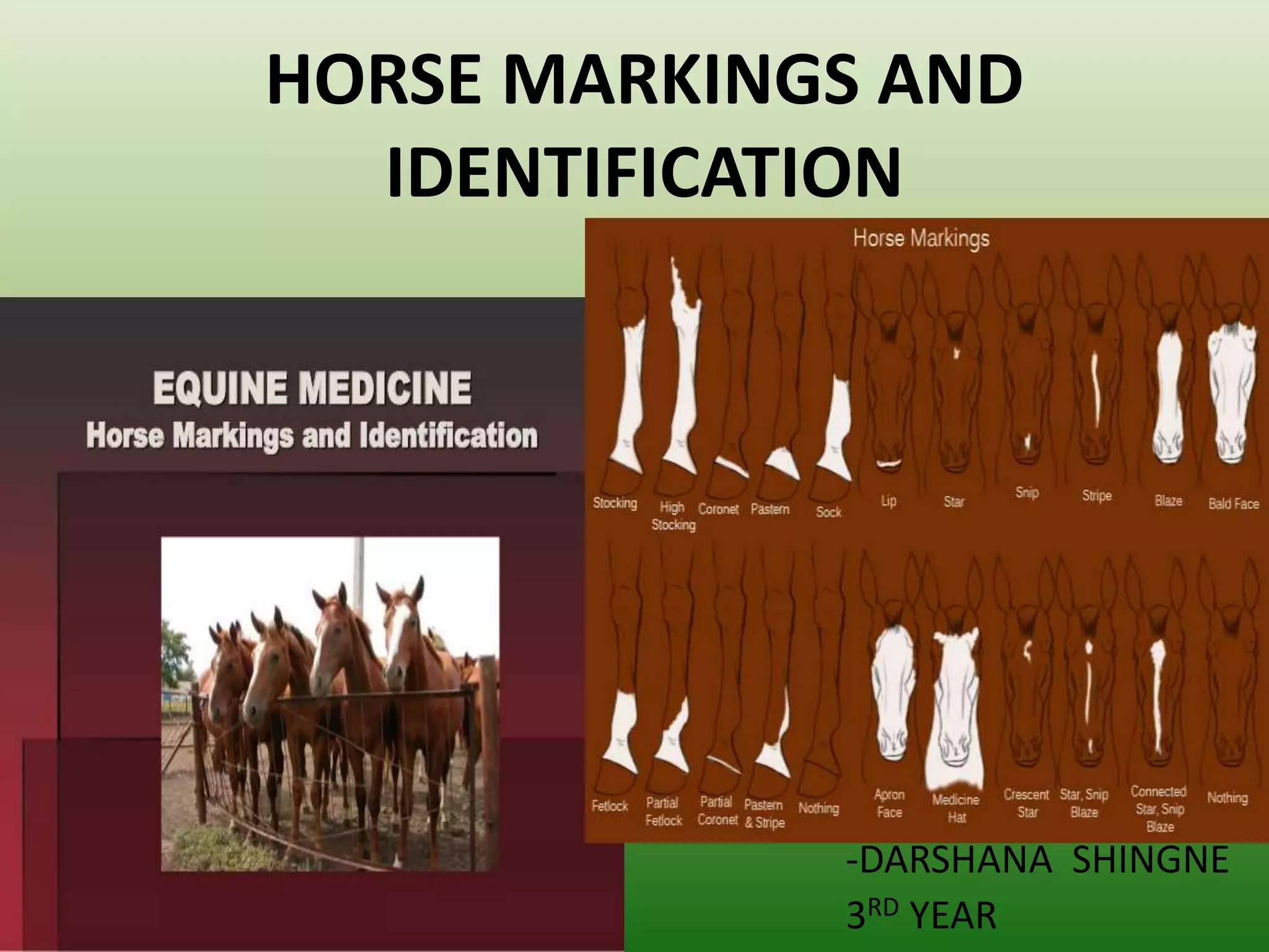 Equines(Horses) markings and identification | PPTX