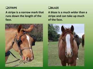 Equines(Horses) markings and identification | PPTX