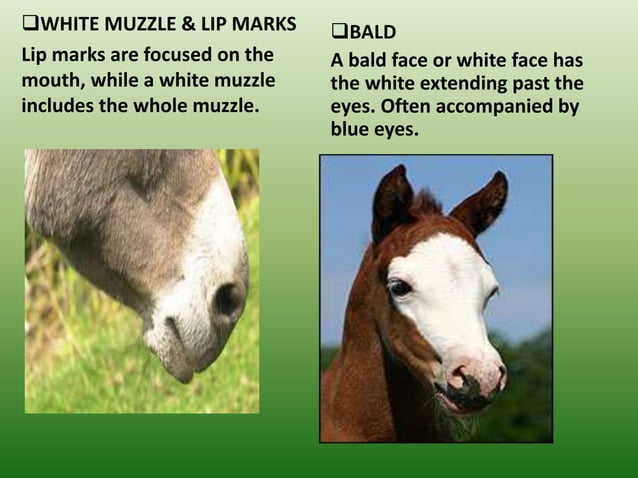 Equines(Horses) markings and identification | PPT