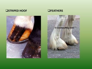 Equines(Horses) markings and identification | PPTX