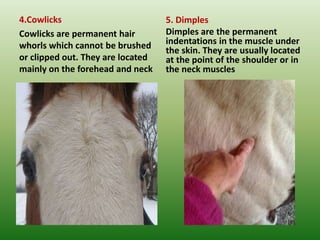 Equines(Horses) markings and identification | PPTX