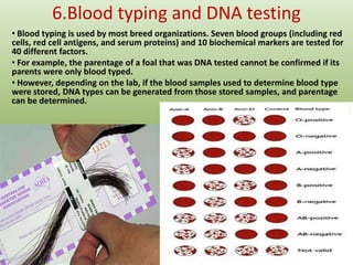 Equines(Horses) markings and identification | PPTX