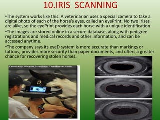 Equines(Horses) markings and identification | PPTX