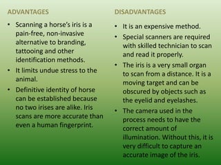 Equines(Horses) markings and identification | PPTX