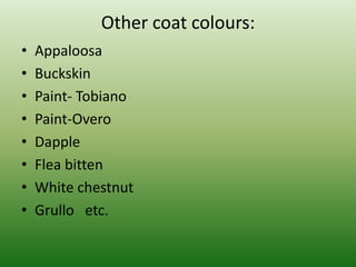 Equines(Horses) markings and identification | PPTX