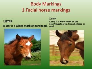 Equines(Horses) markings and identification | PPTX