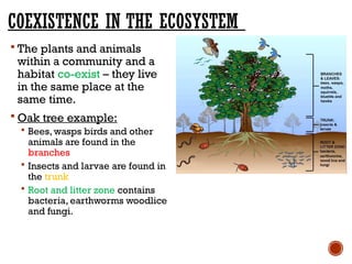 MN---Ecosystems.pptx ecosystem ecosystems | PPT