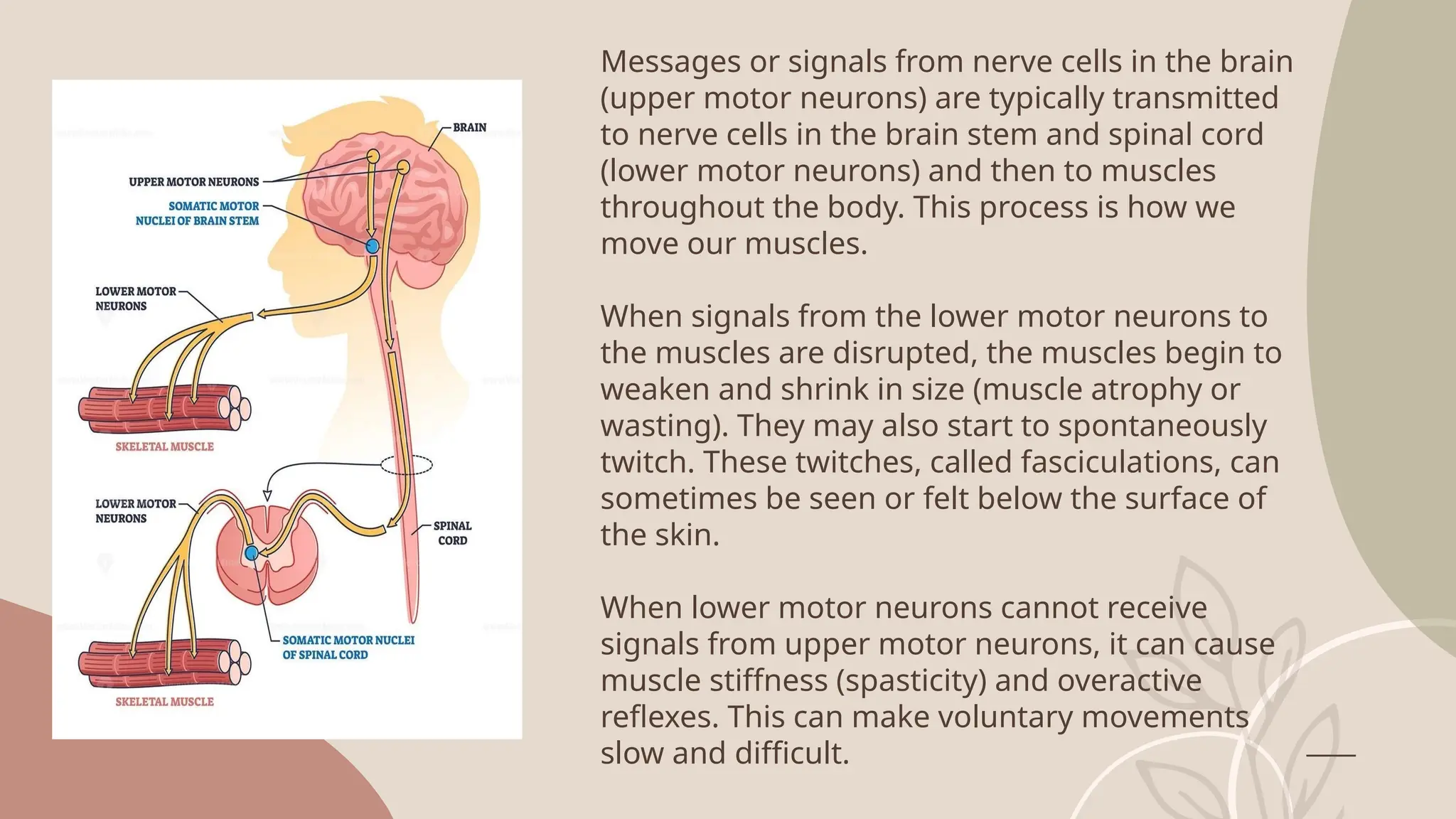 MOTOR NEURON DISEASE/MND.pptpresentation | PPTX