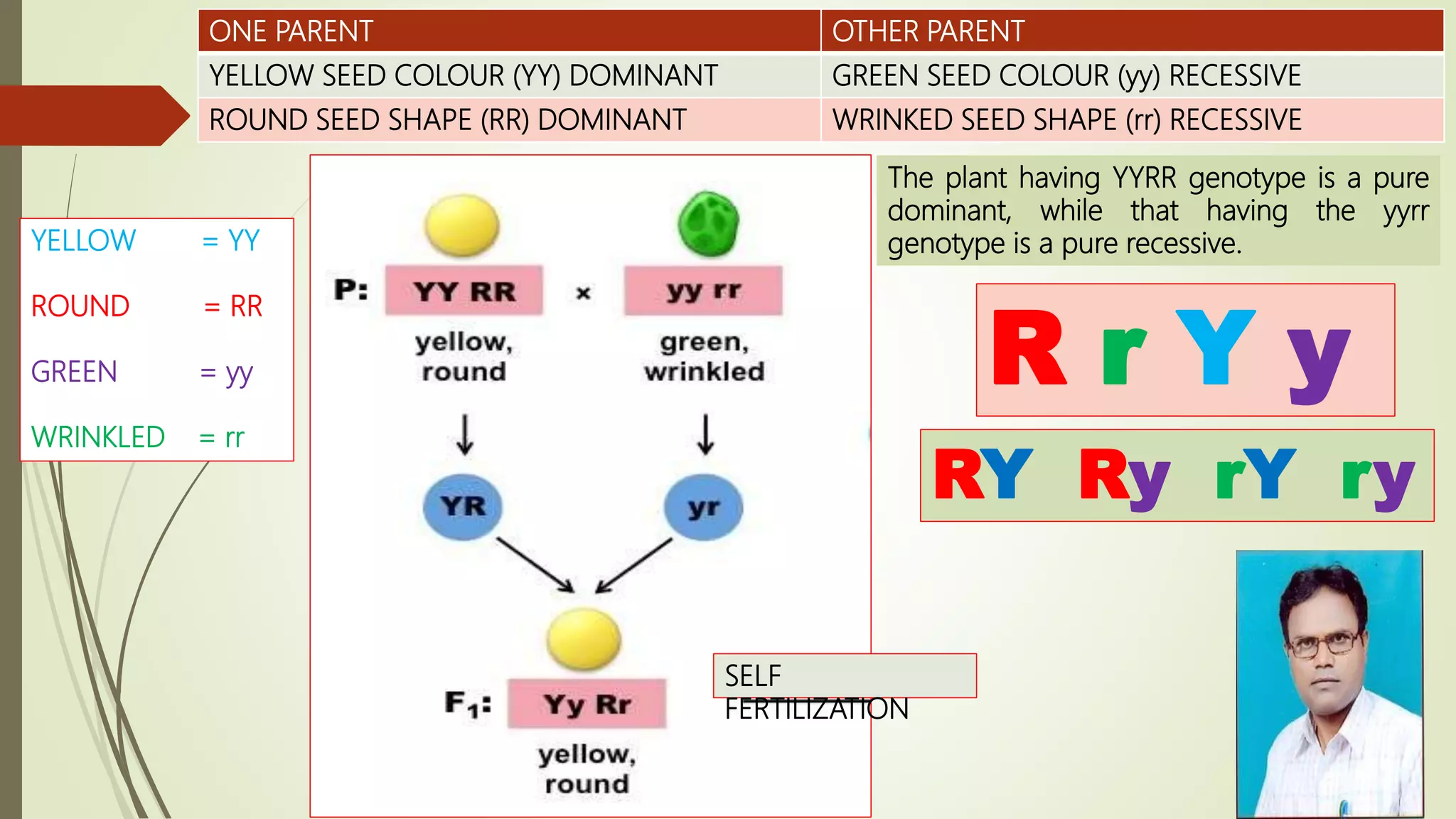 Mnedel's dihybrid cross | PPT