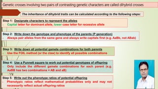 Mnedel's dihybrid cross | PPTX