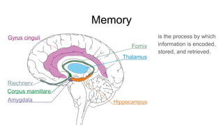 Mnemotechnics from neuroscience point of view | PDF