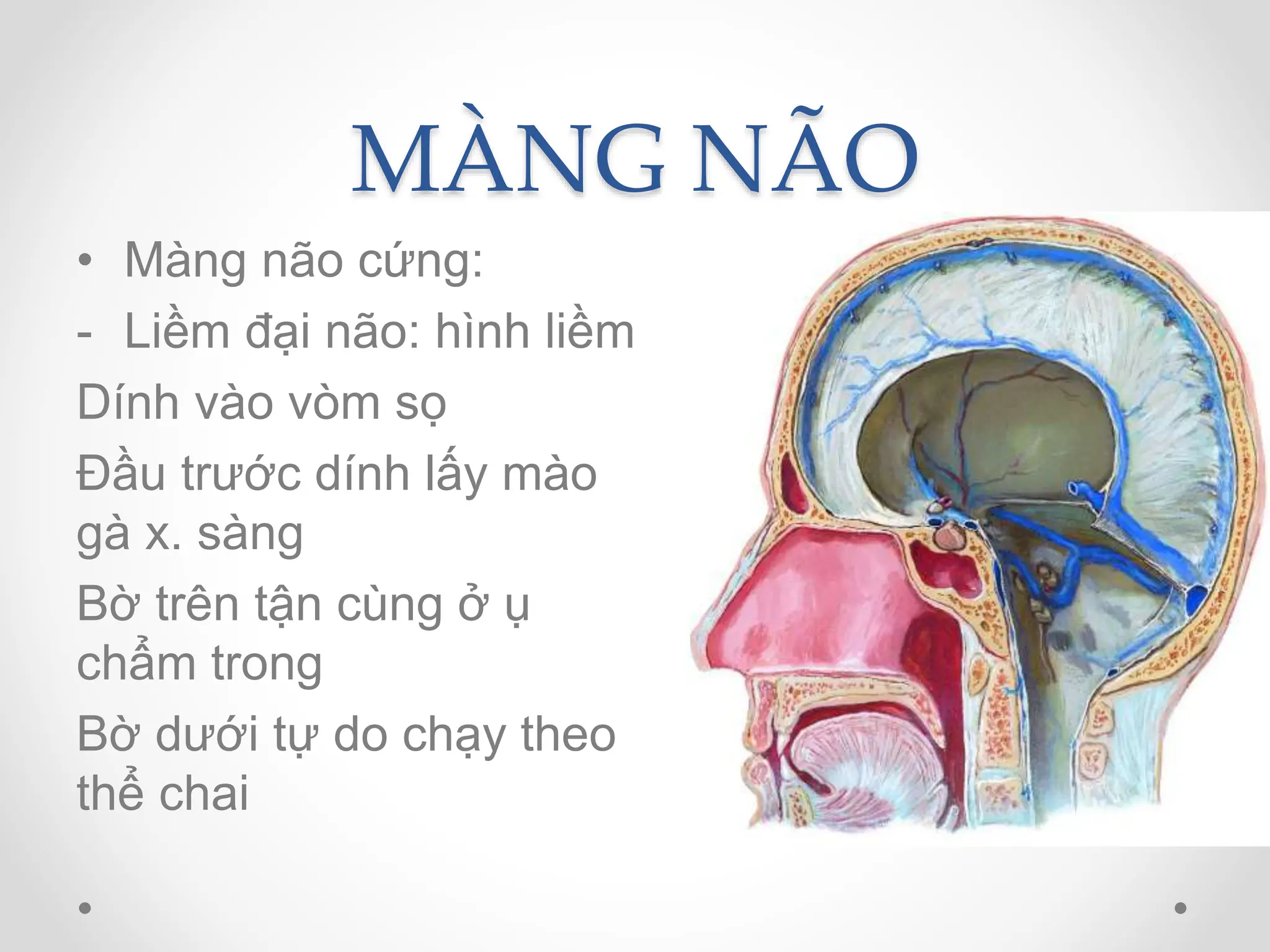 MÀNG-NÃO-TỦY.pptx