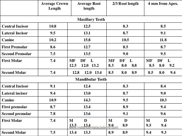 Managment of endodontic teeth / endodontic courses