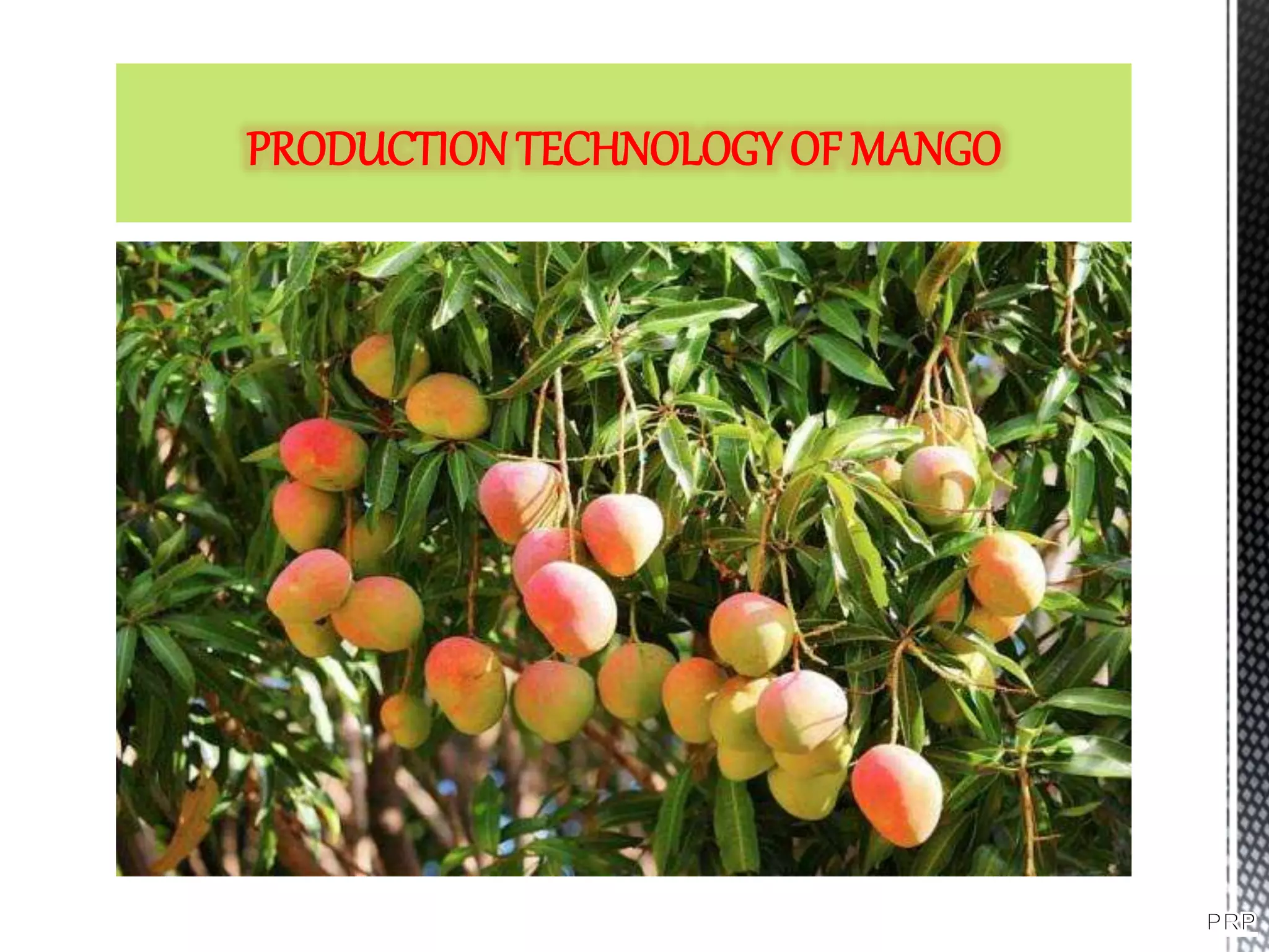PRODUCTION TECHNOLOGY OF MANGO | PPTX
