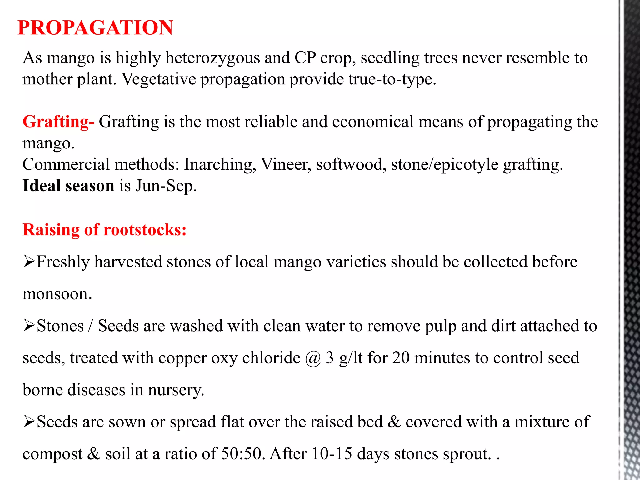PRODUCTION TECHNOLOGY OF MANGO | PPTX