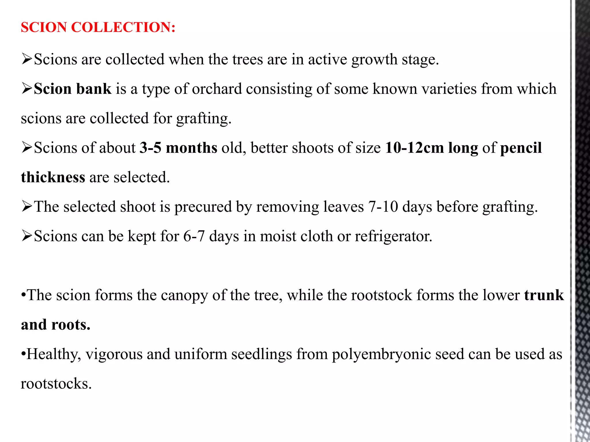 PRODUCTION TECHNOLOGY OF MANGO | PPTX