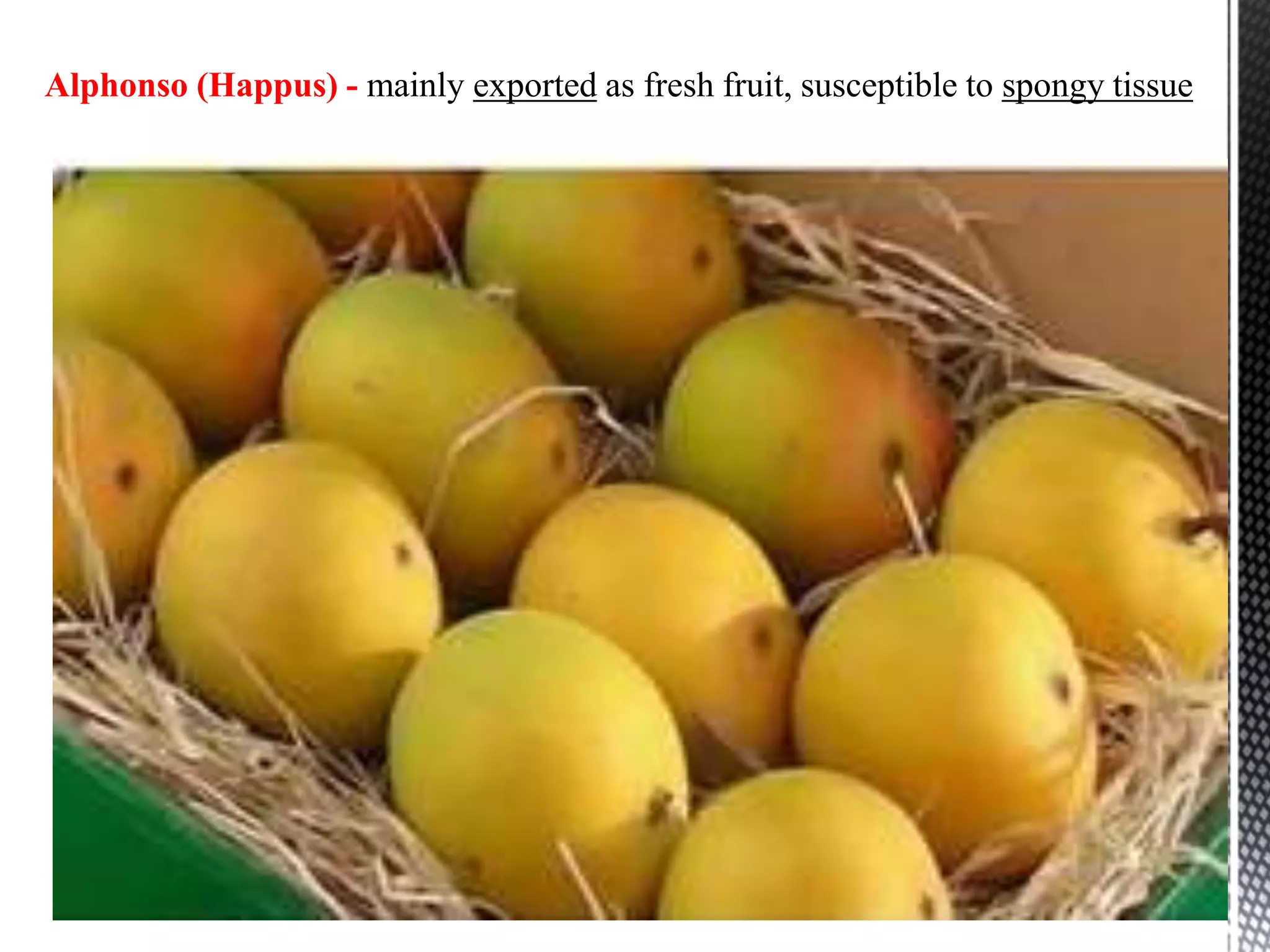 PRODUCTION TECHNOLOGY OF MANGO | PPTX