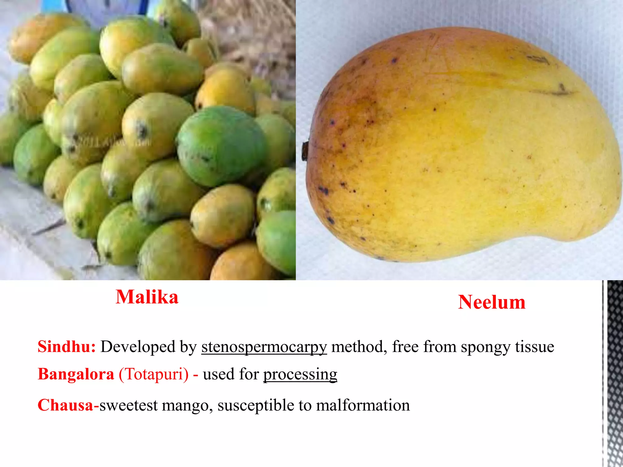 PRODUCTION TECHNOLOGY OF MANGO | PPTX