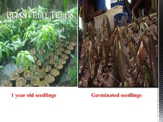 PRODUCTION TECHNOLOGY OF MANGO | PPTX