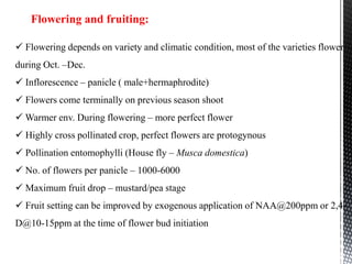 PRODUCTION TECHNOLOGY OF MANGO | PPTX