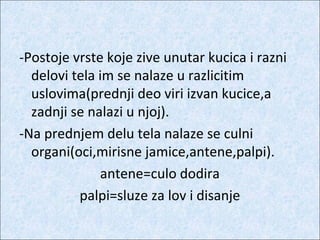 MNOGOCEKIJASTI CRVI | PPT