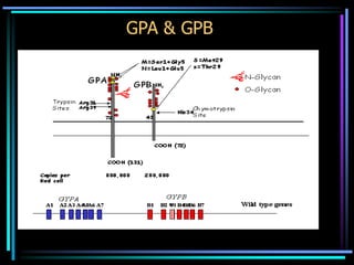 MNS Blood group system powerpoint in.ppt