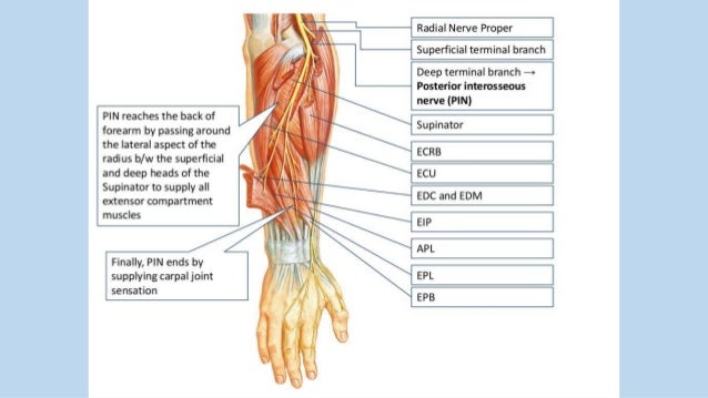 Median to Radial Nerve Transfers (FDS to ECRB, FCR to PIN) cadaveric…