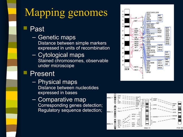 somatic vs germline and genetics vs genomics | PPT