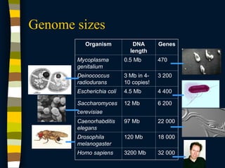 somatic vs germline and genetics vs genomics | PPT
