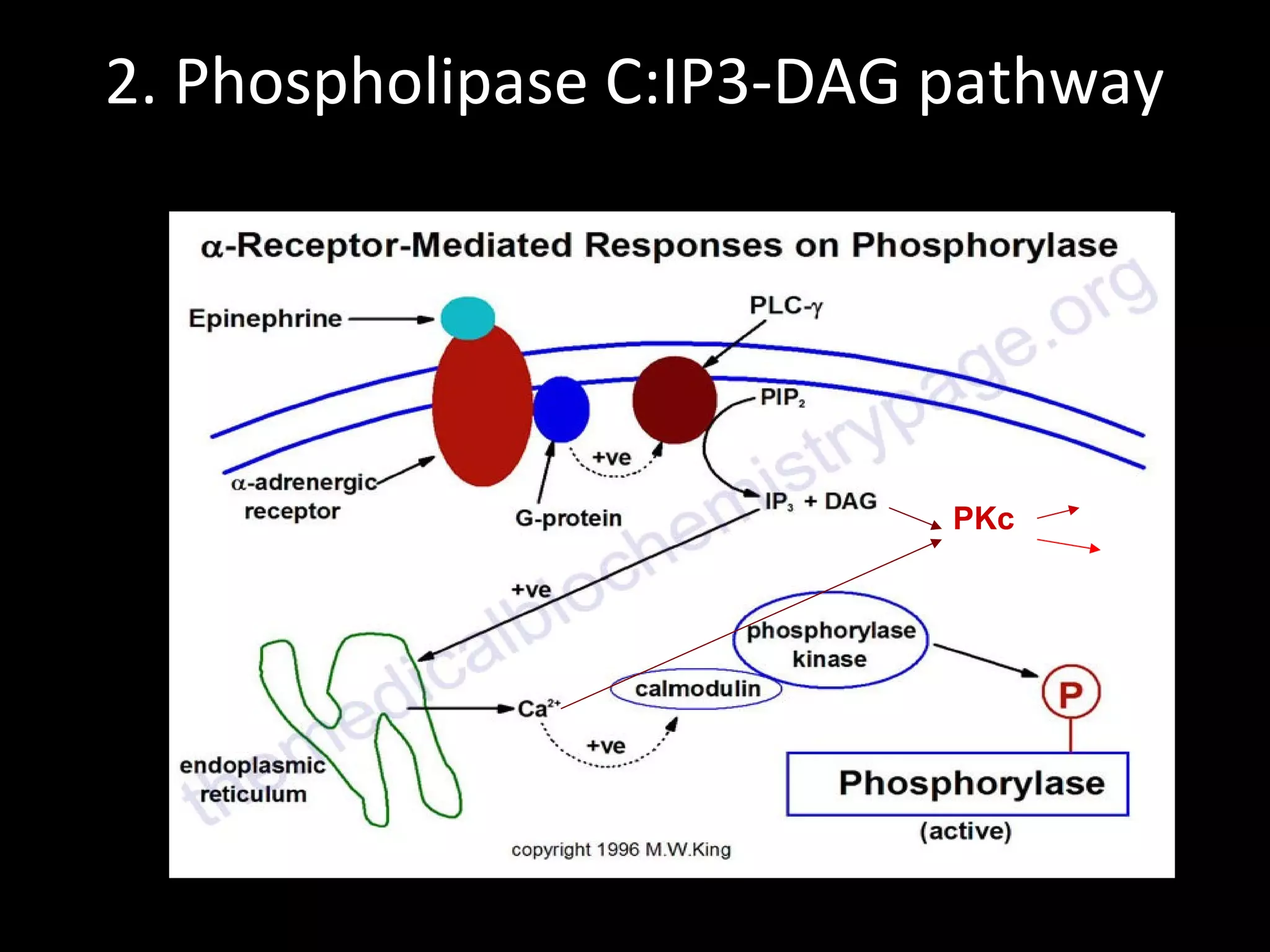 mechanism of action of drugs | PPT