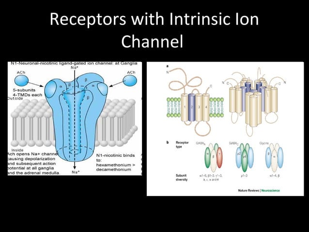 mechanism of action of drugs | PPT | Biological Sciences | Science
