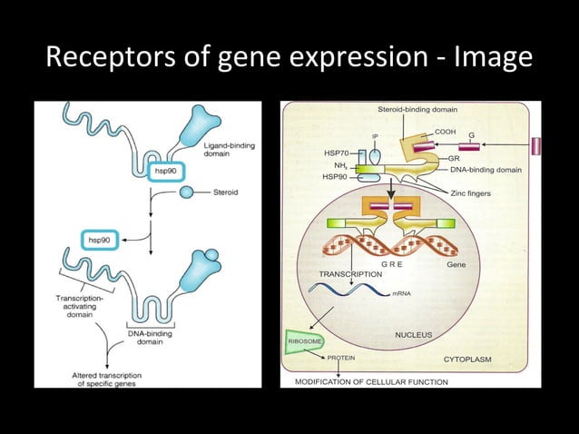 mechanism of action of drugs | PPT | Biological Sciences | Science