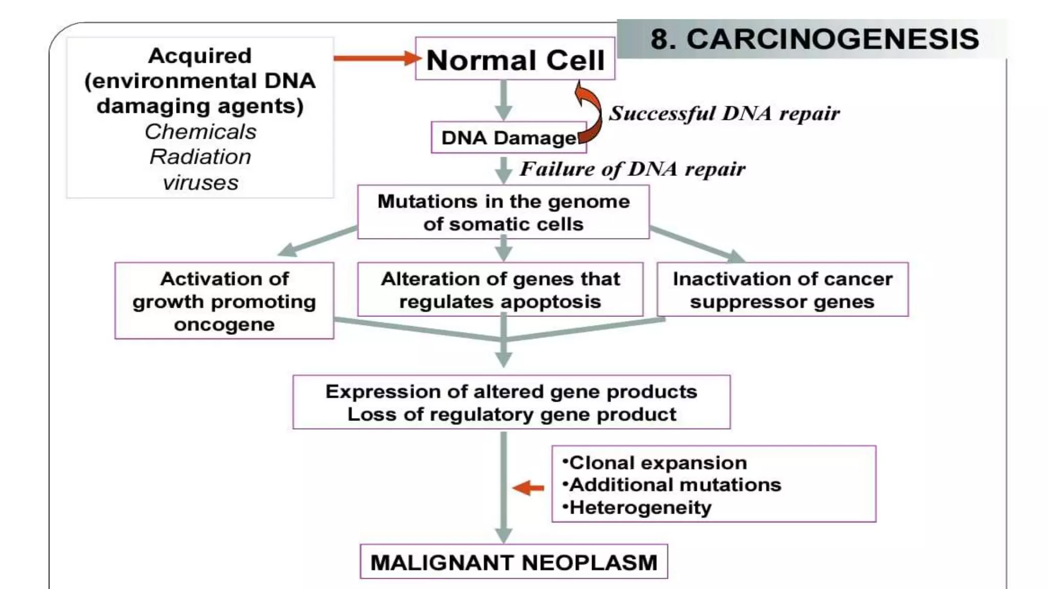 Mechanism of action of Anti CANCER DRUGS.pptx