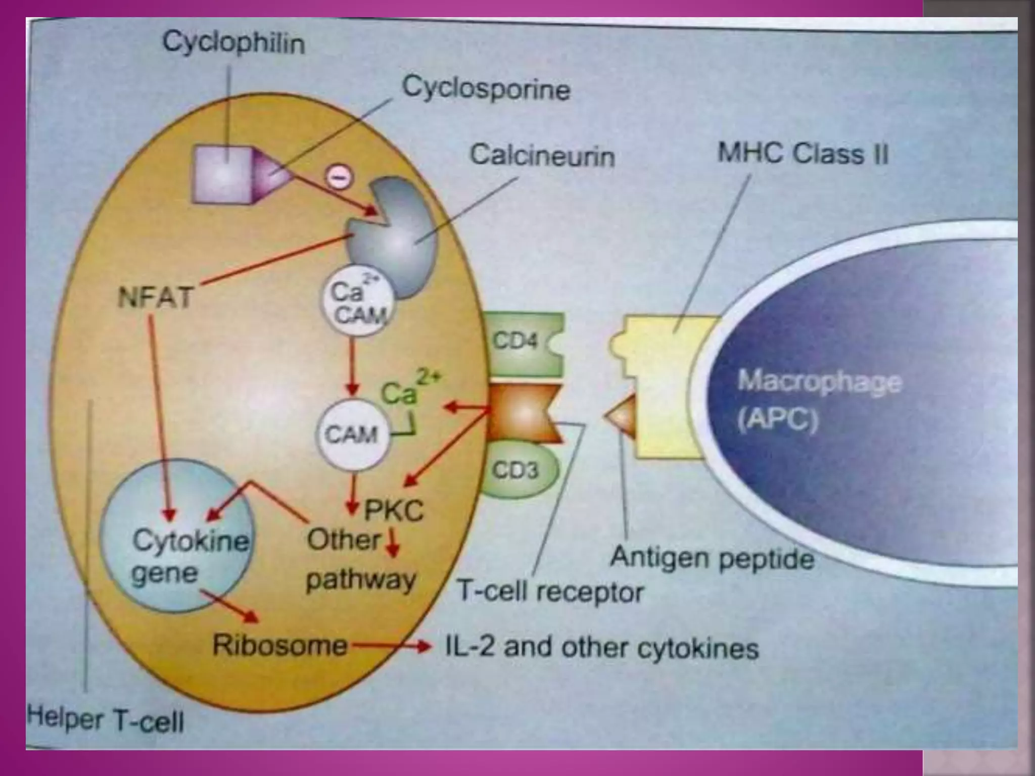 CVS PHARMACOLOGY AND-MOA of drugs in organ system pharmacology | PPT
