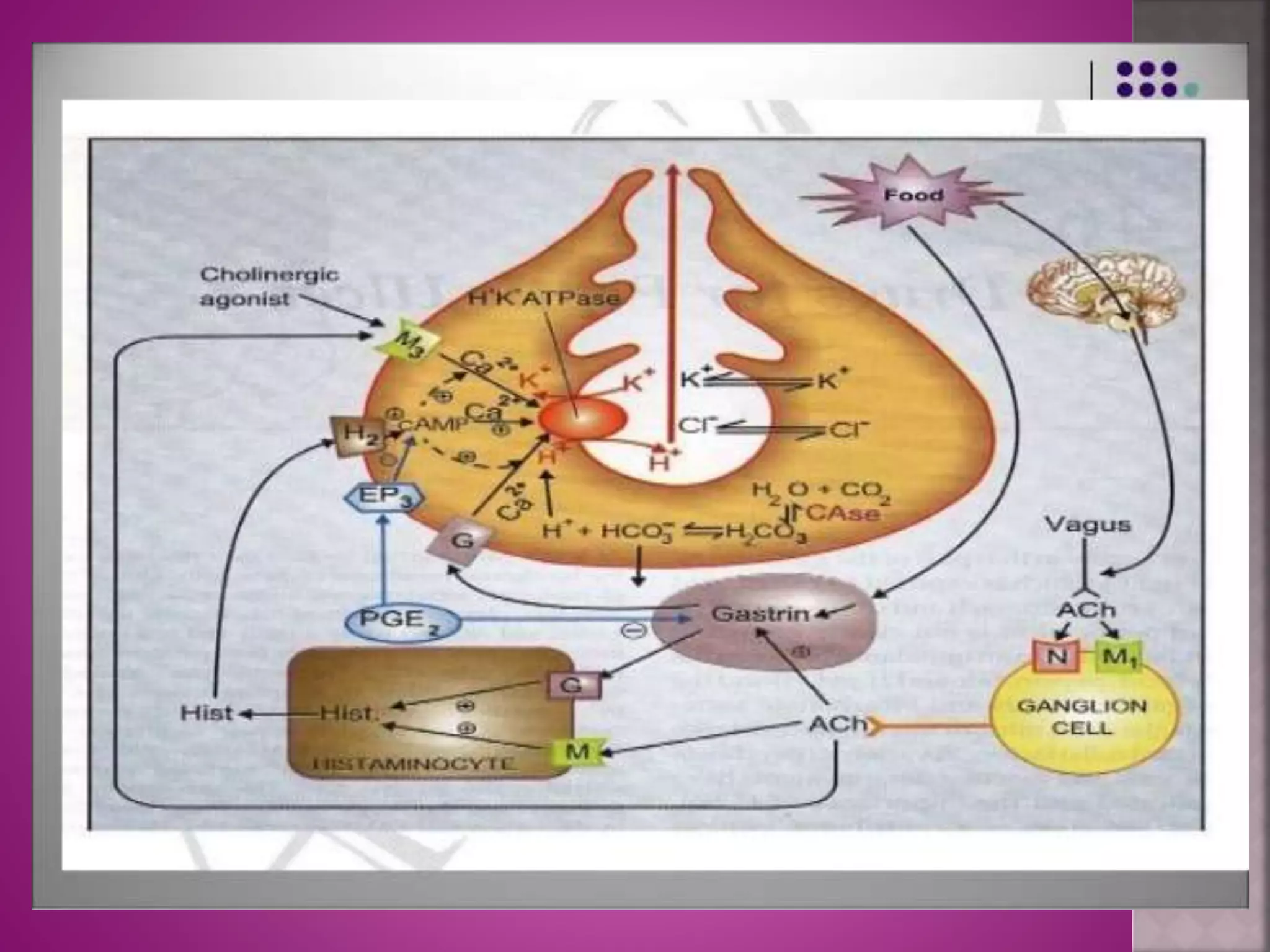 CVS PHARMACOLOGY AND-MOA of drugs in organ system pharmacology | PPT