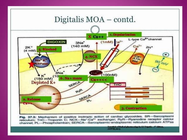CVS PHARMACOLOGY AND-MOA of drugs in organ system pharmacology | PPT