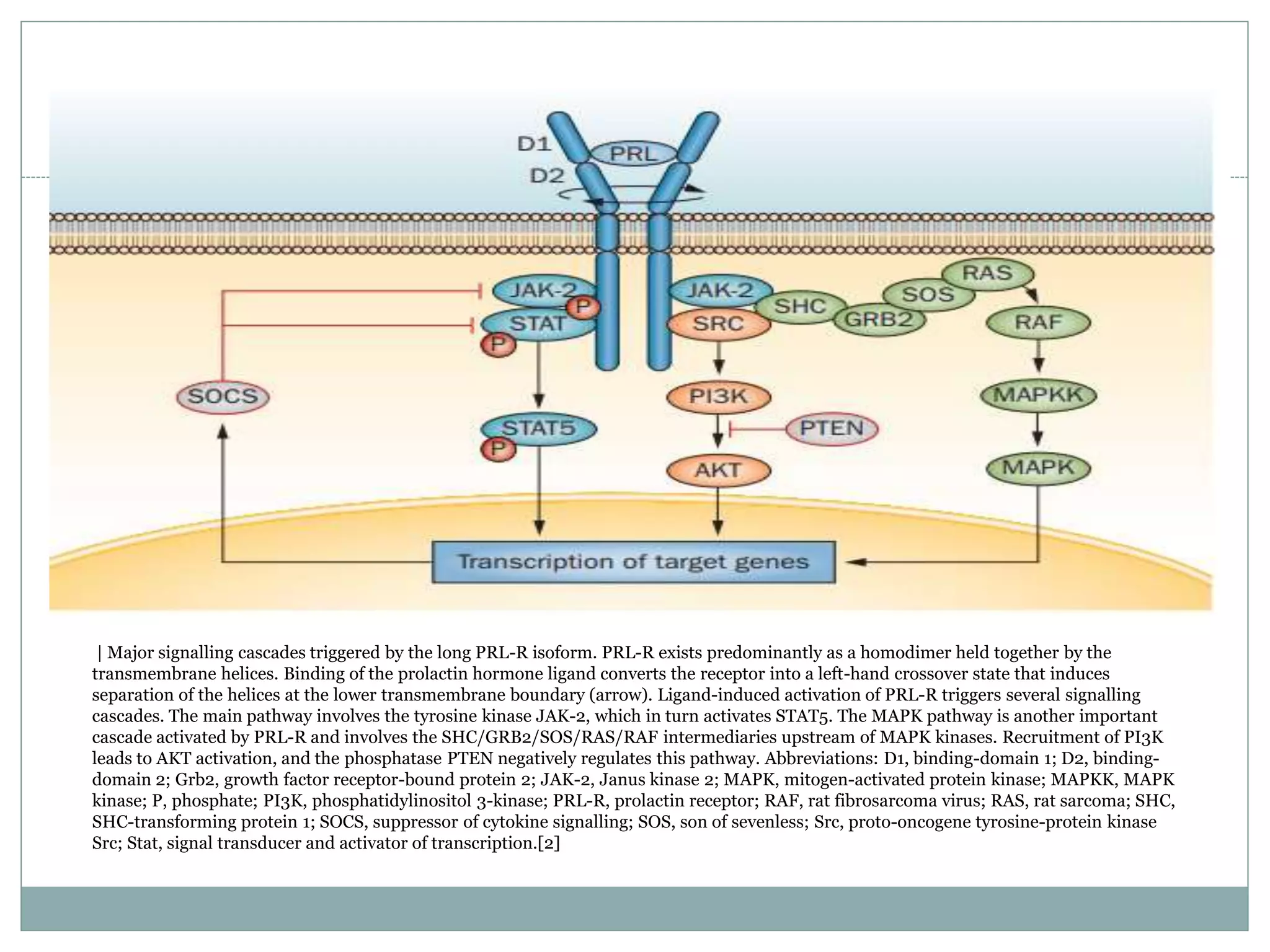 MOA of prolectin harmones.pptx